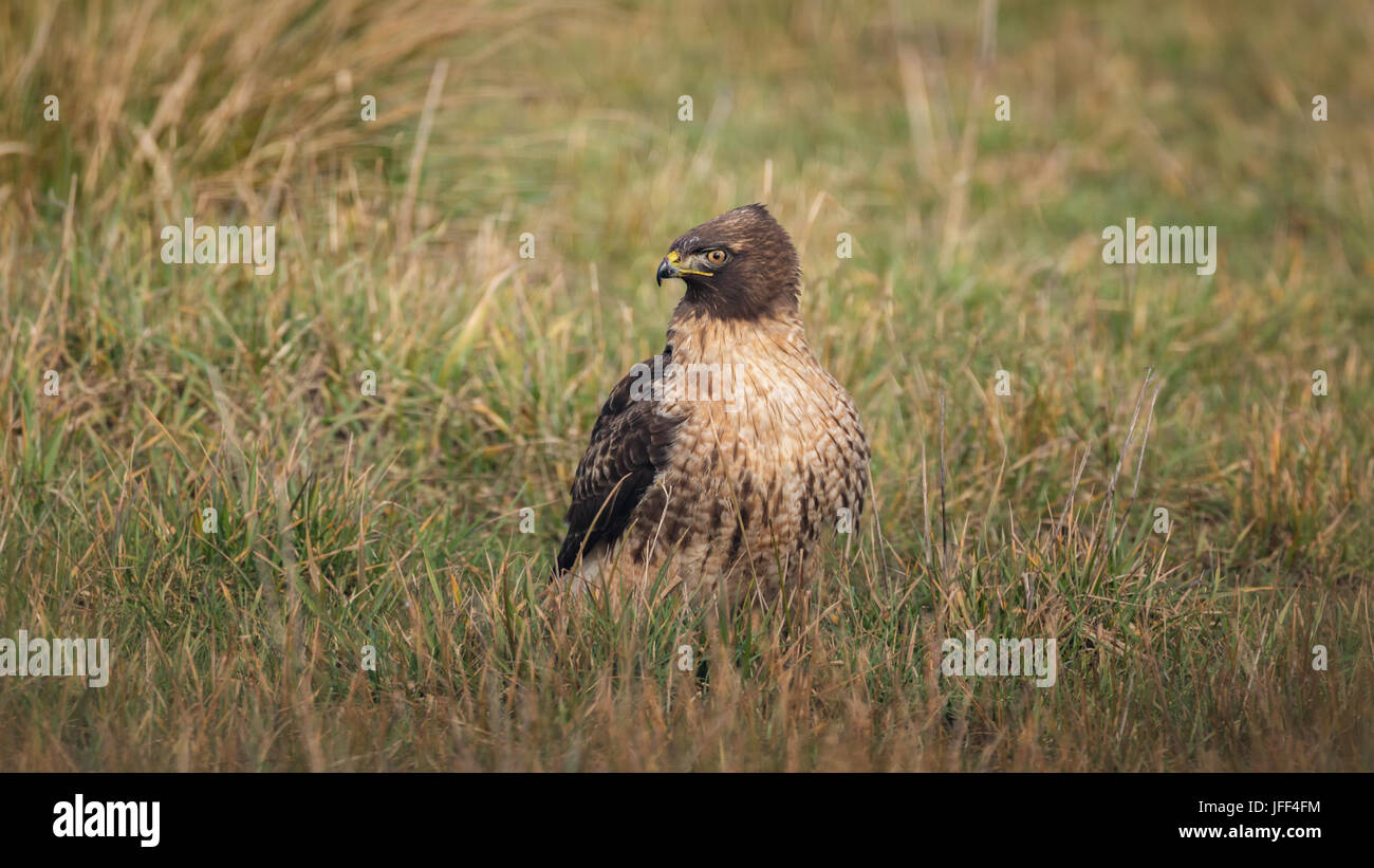 Wild Hawk in Nature Stock Photo - Alamy
