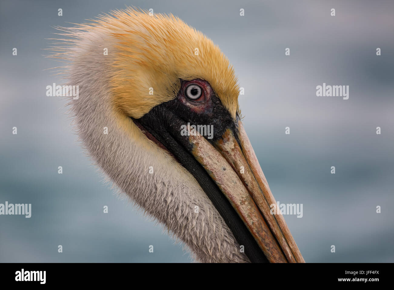 A Pelican Profile Stock Photo - Alamy