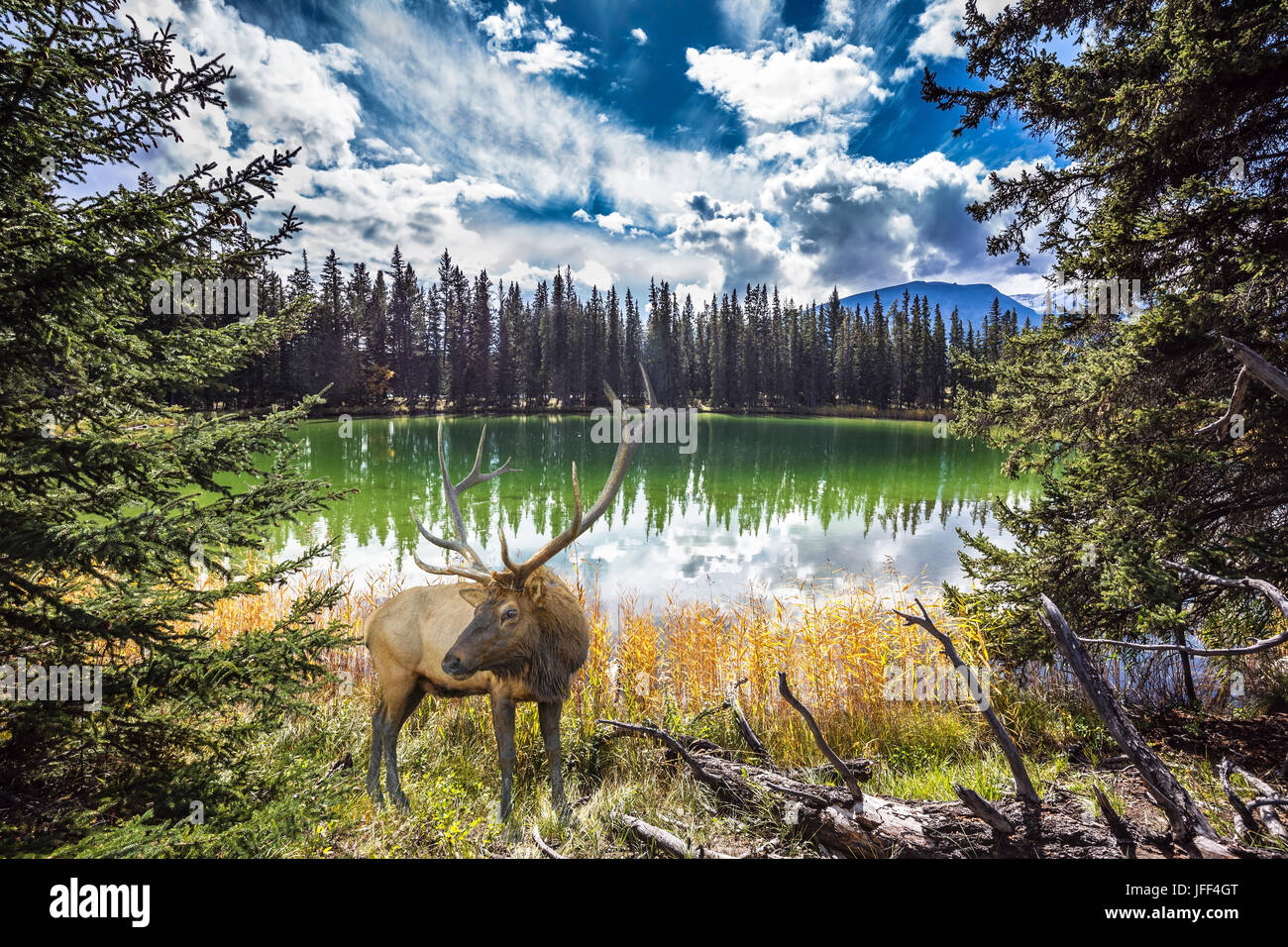 Deer by lake hi-res stock photography and images - Alamy