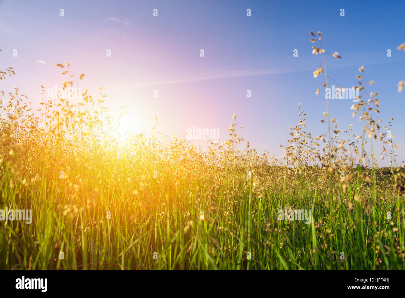 sunset and grass Stock Photo - Alamy