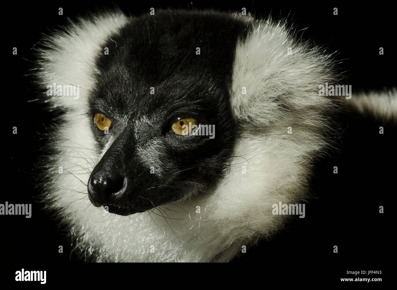 True lemur hi-res stock photography and images - Alamy