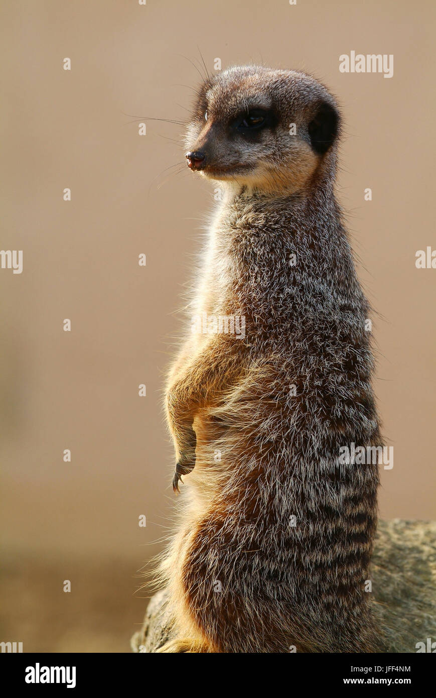 Meercats hi-res stock photography and images - Alamy