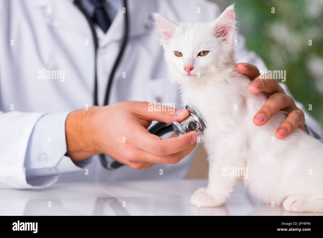White kitten visiting vet for check up Stock Photo - Alamy