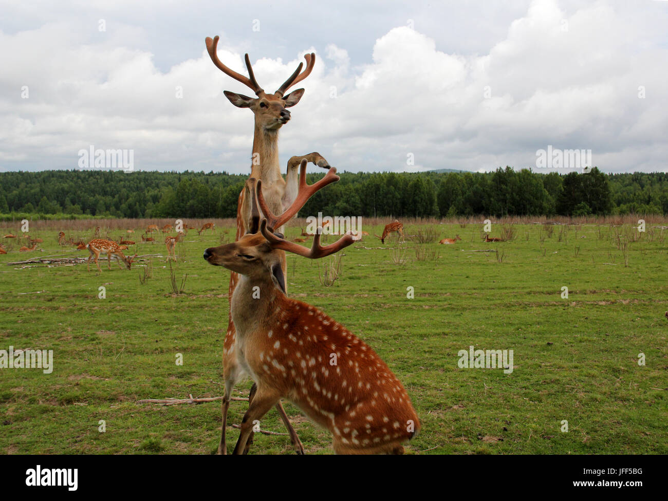 Two reared deer fighting Stock Photo - Alamy