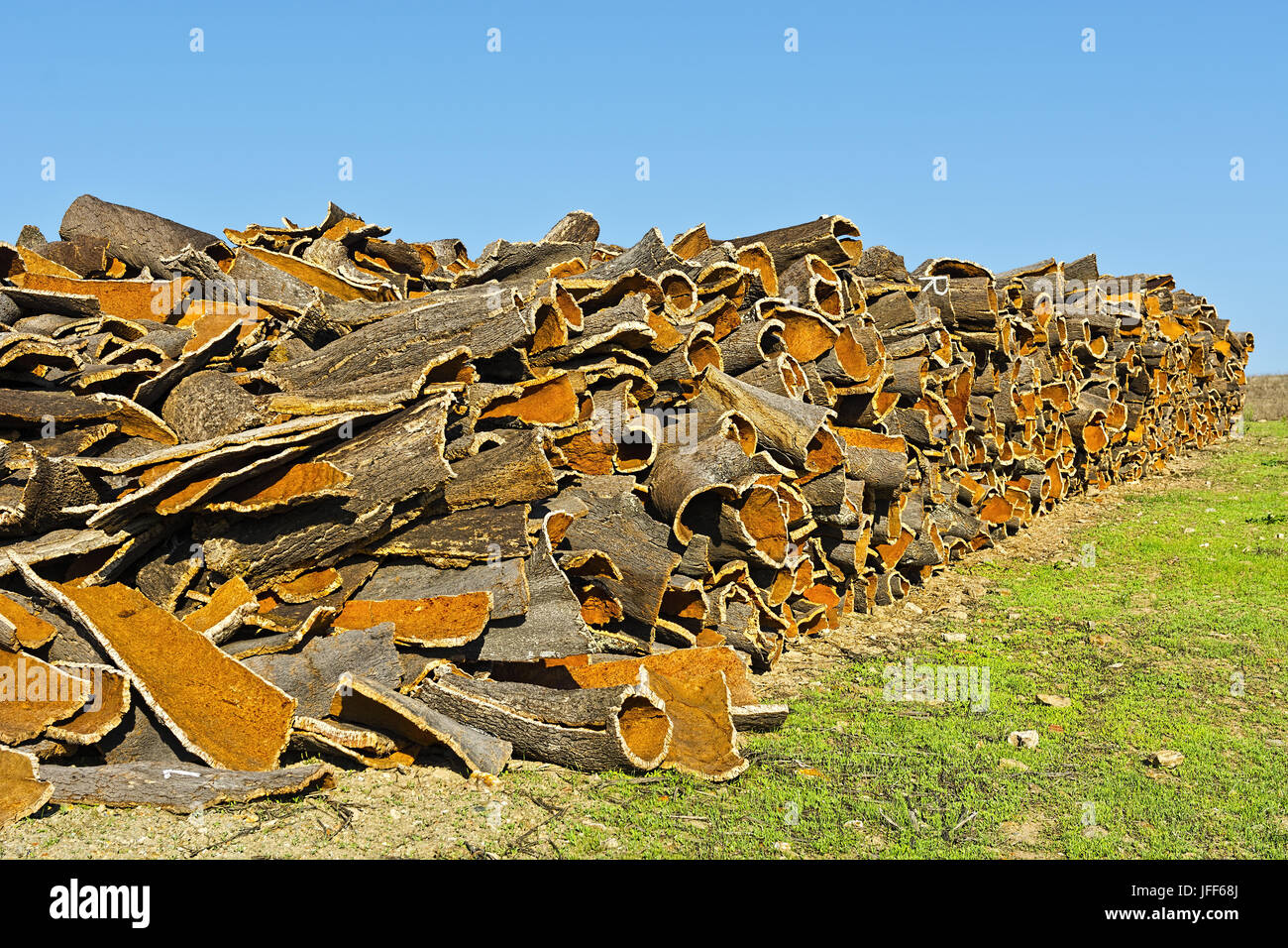 Drying of Corkwood Stock Photo - Alamy