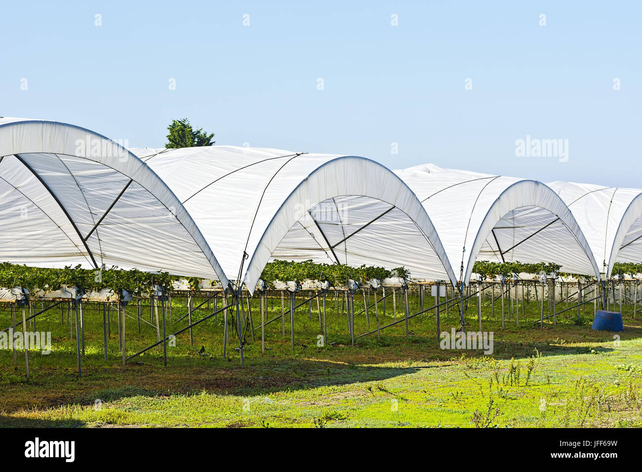 Inside strawberry hi-res stock photography and images - Alamy