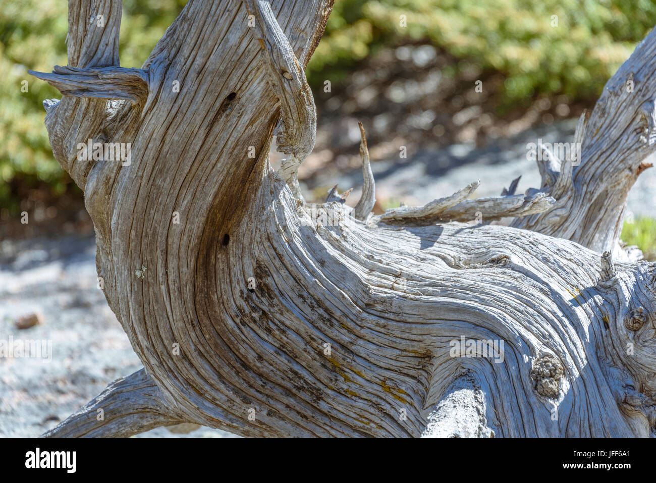 Closeup of the curved crooked distorted old tree in a national park ...