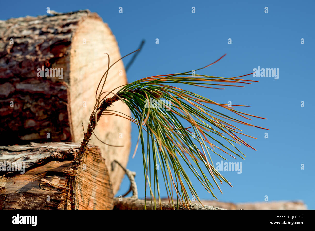 Pembrey Forest Wales High Resolution Stock Photography and Images - Alamy
