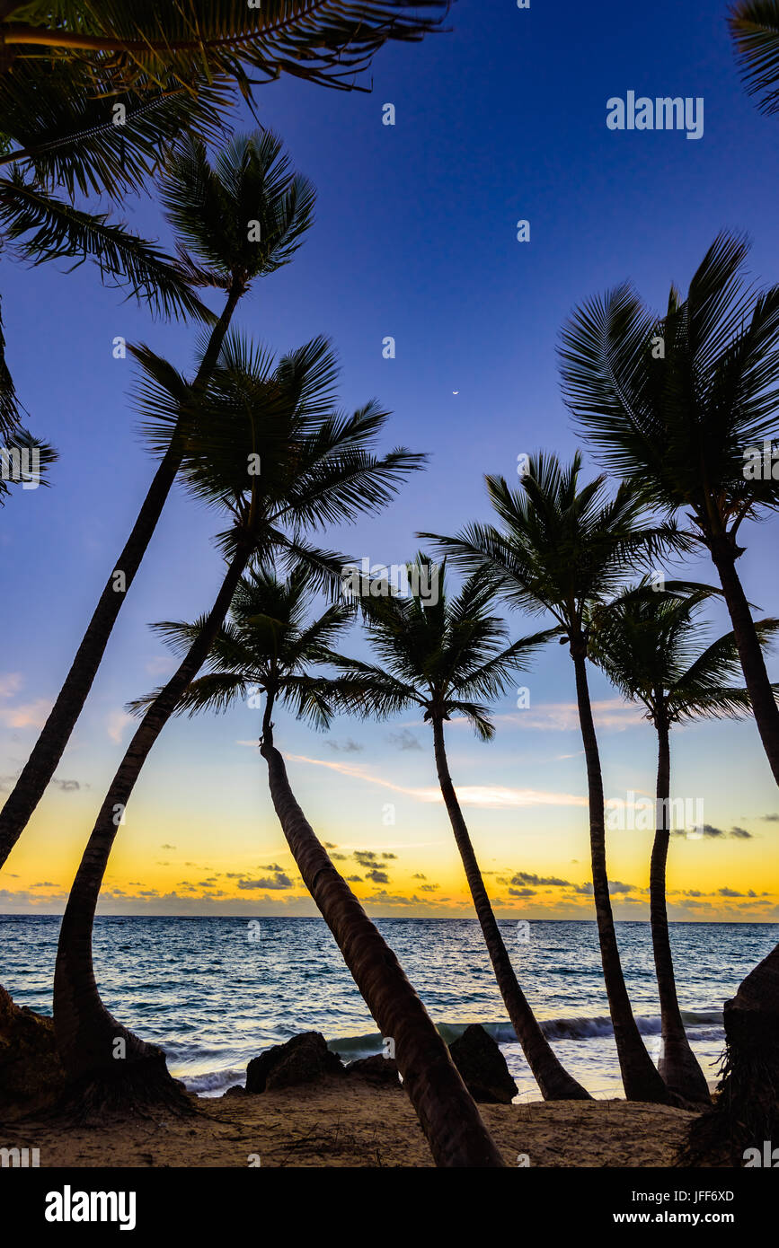 sunset silhouette of palm trees Stock Photo - Alamy