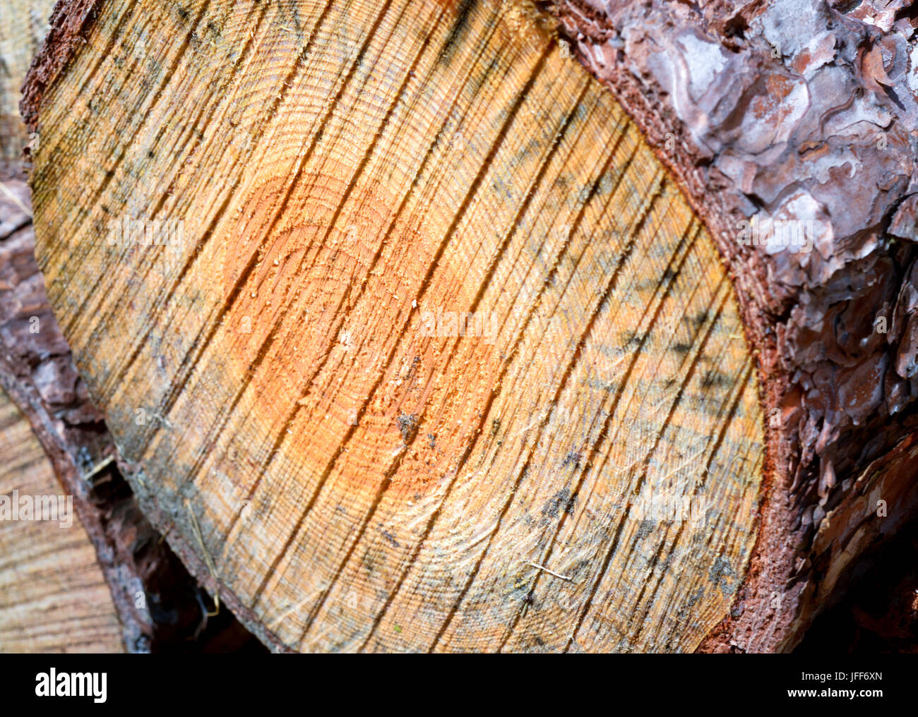 Pembrey Forest Wales High Resolution Stock Photography and Images - Alamy
