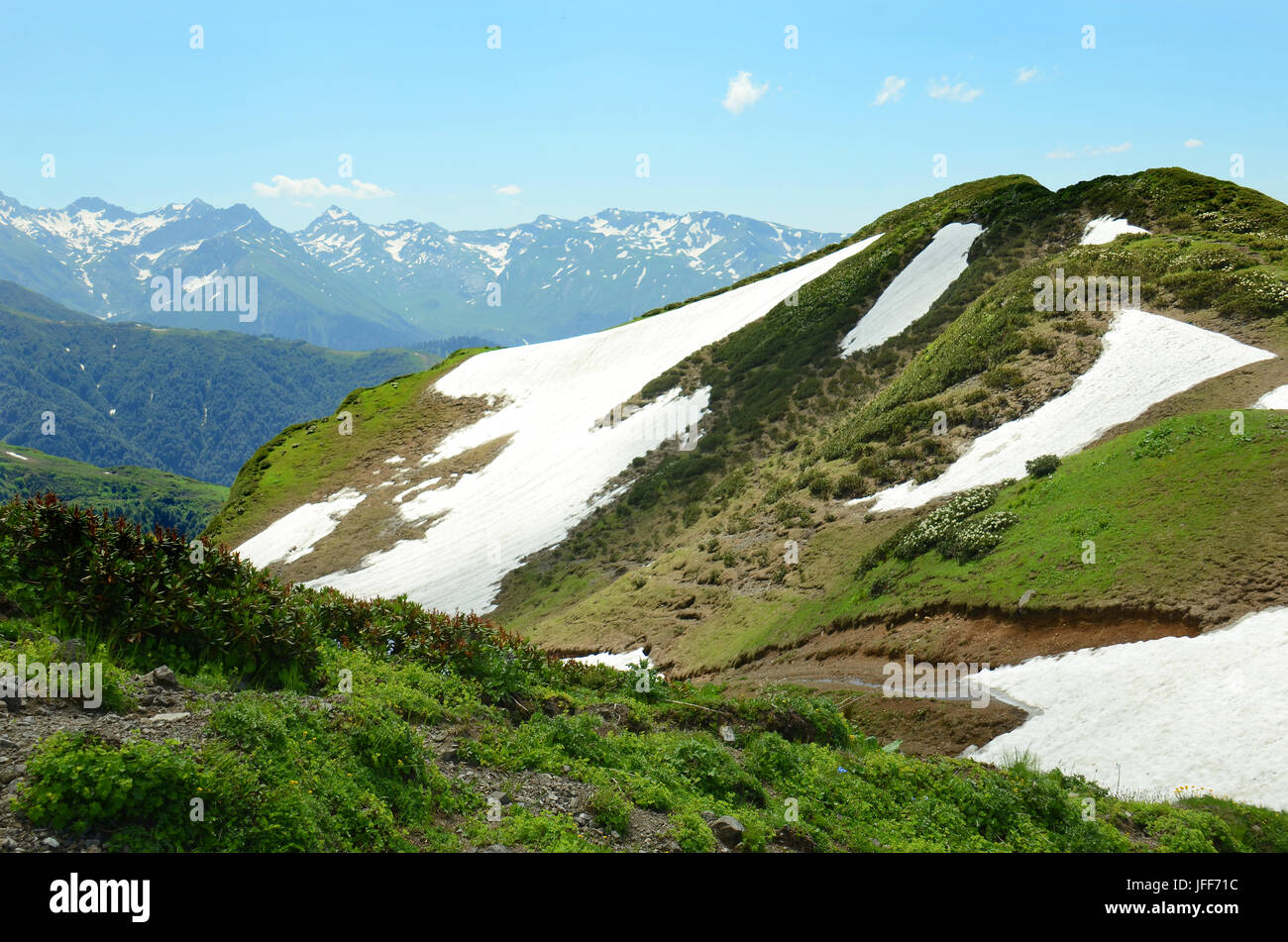 Beautiful flower meadow alpine hi-res stock photography and images - Alamy