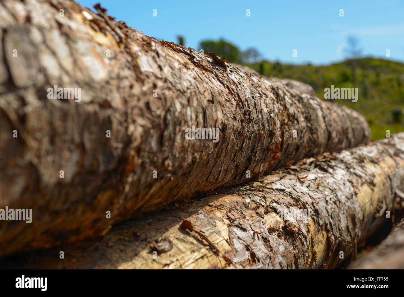 Logging in the forests at Pembrey Country Park. Carmarthenshire. Wales ...