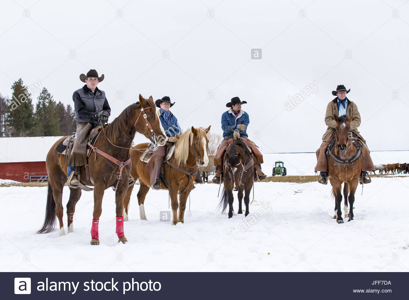Cowboys Herding Cattle High Resolution Stock Photography and Images - Alamy