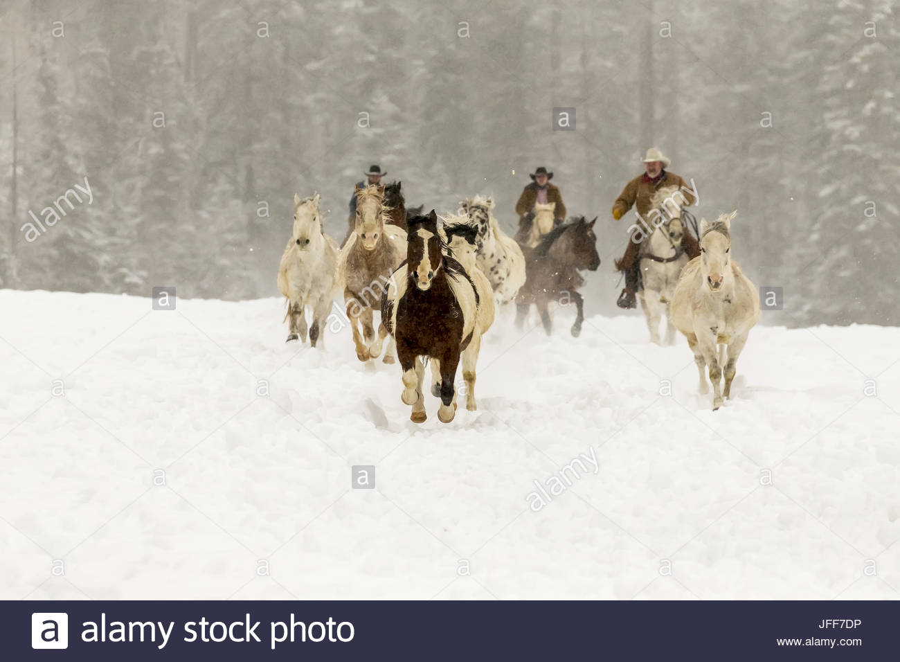 Cowboy Riding In Snow High Resolution Stock Photography and Images - Alamy