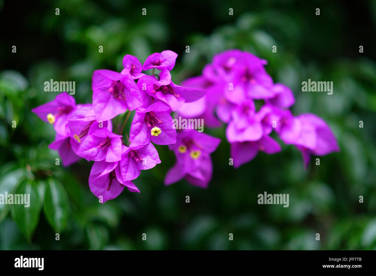 Blooming bougainvillea flowers close up hi-res stock photography and ...