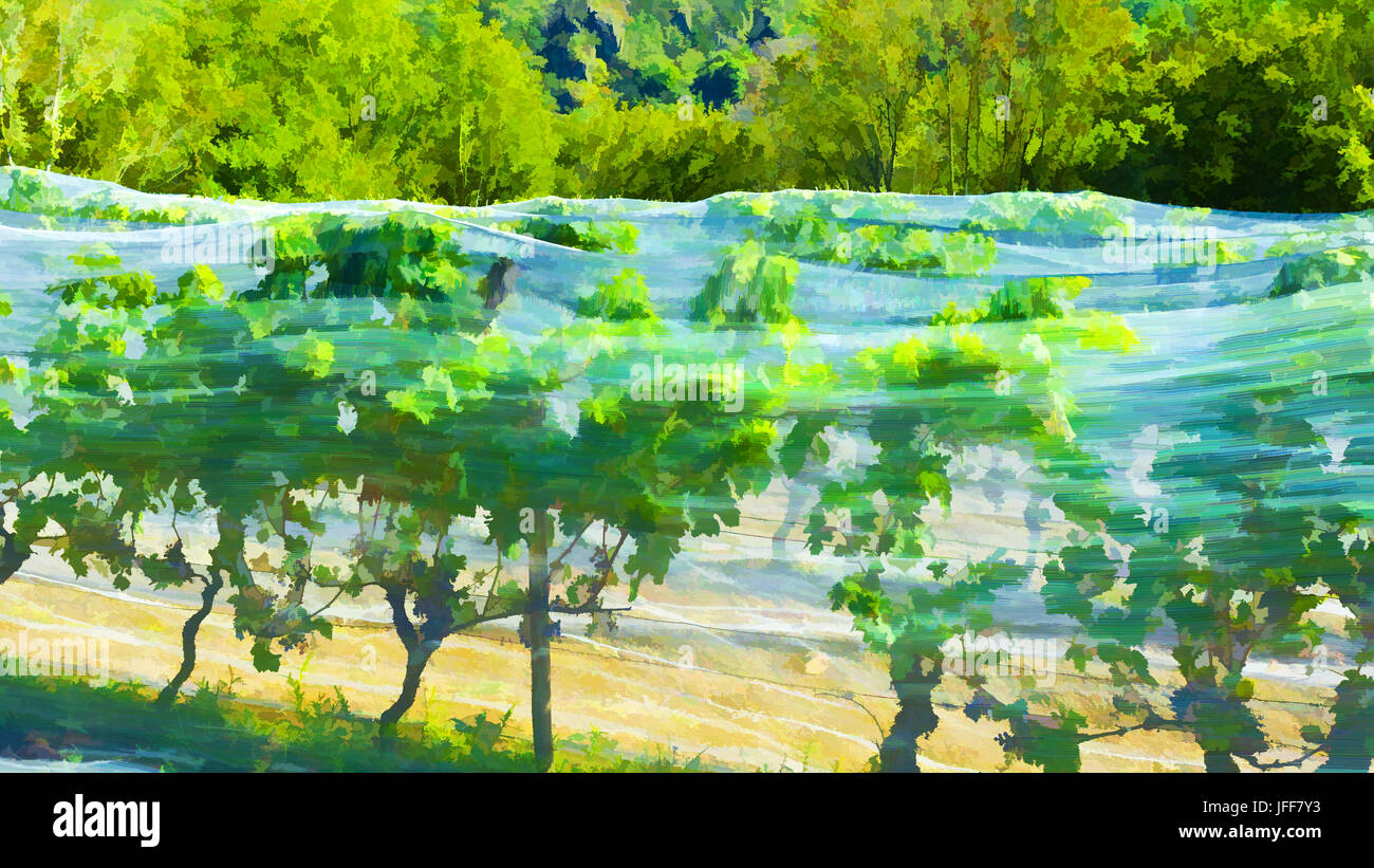 Small vineyard hi-res stock photography and images - Alamy