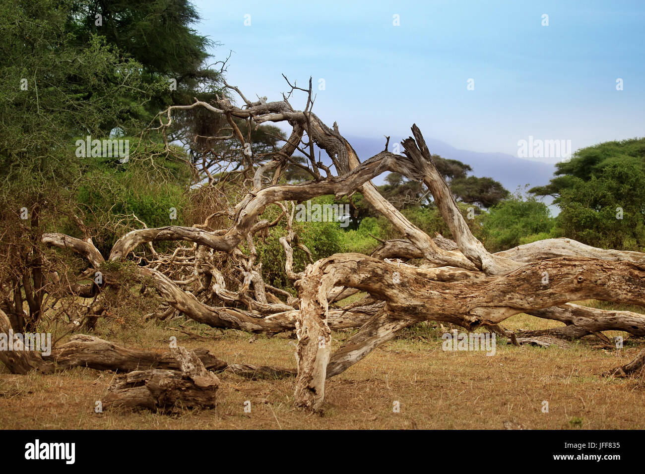 Dead tree in savannah Stock Photo - Alamy