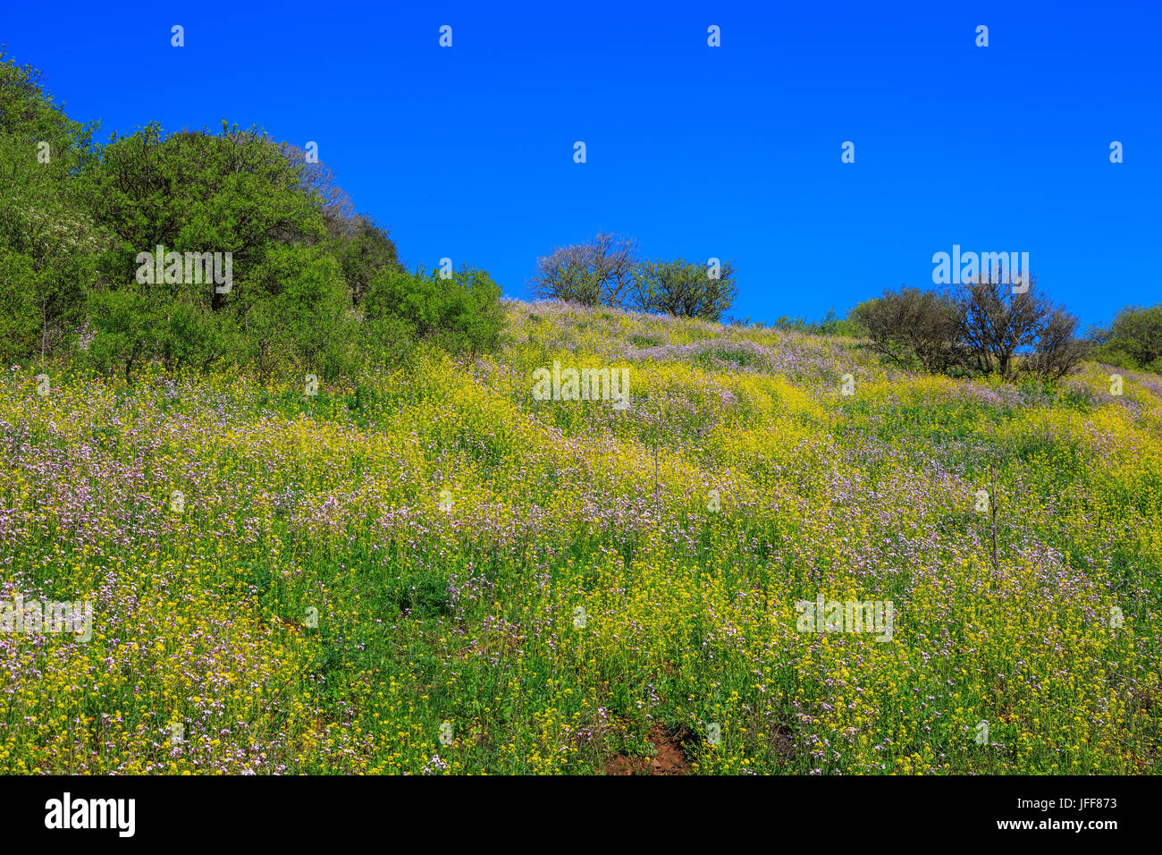The Golan heights in fine sunny day Stock Photo - Alamy