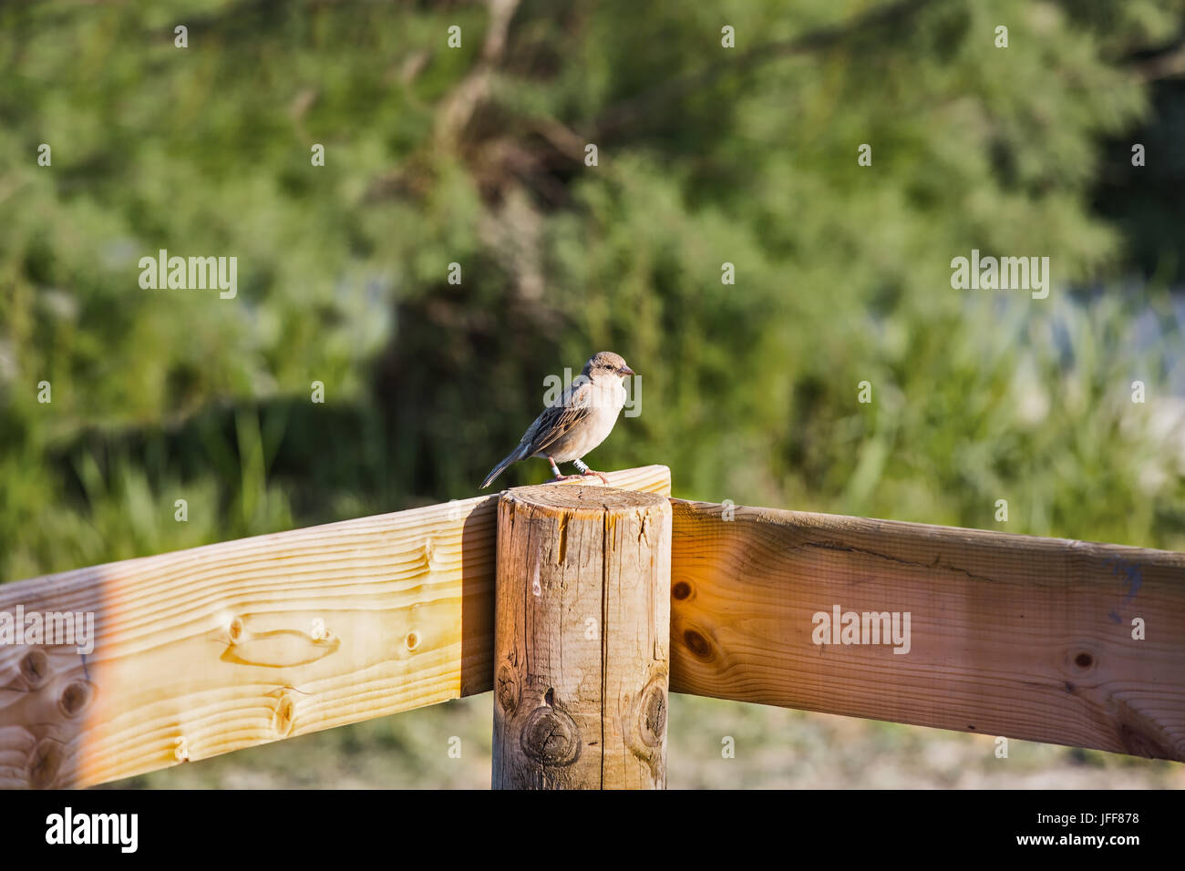 Sparrow on fence post Stock Photo - Alamy