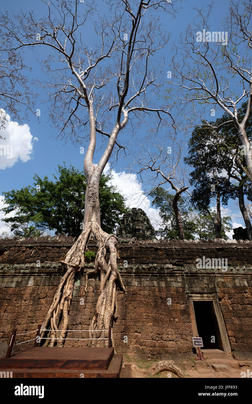 Cambodia jungle tree roots temple hi-res stock photography and images ...