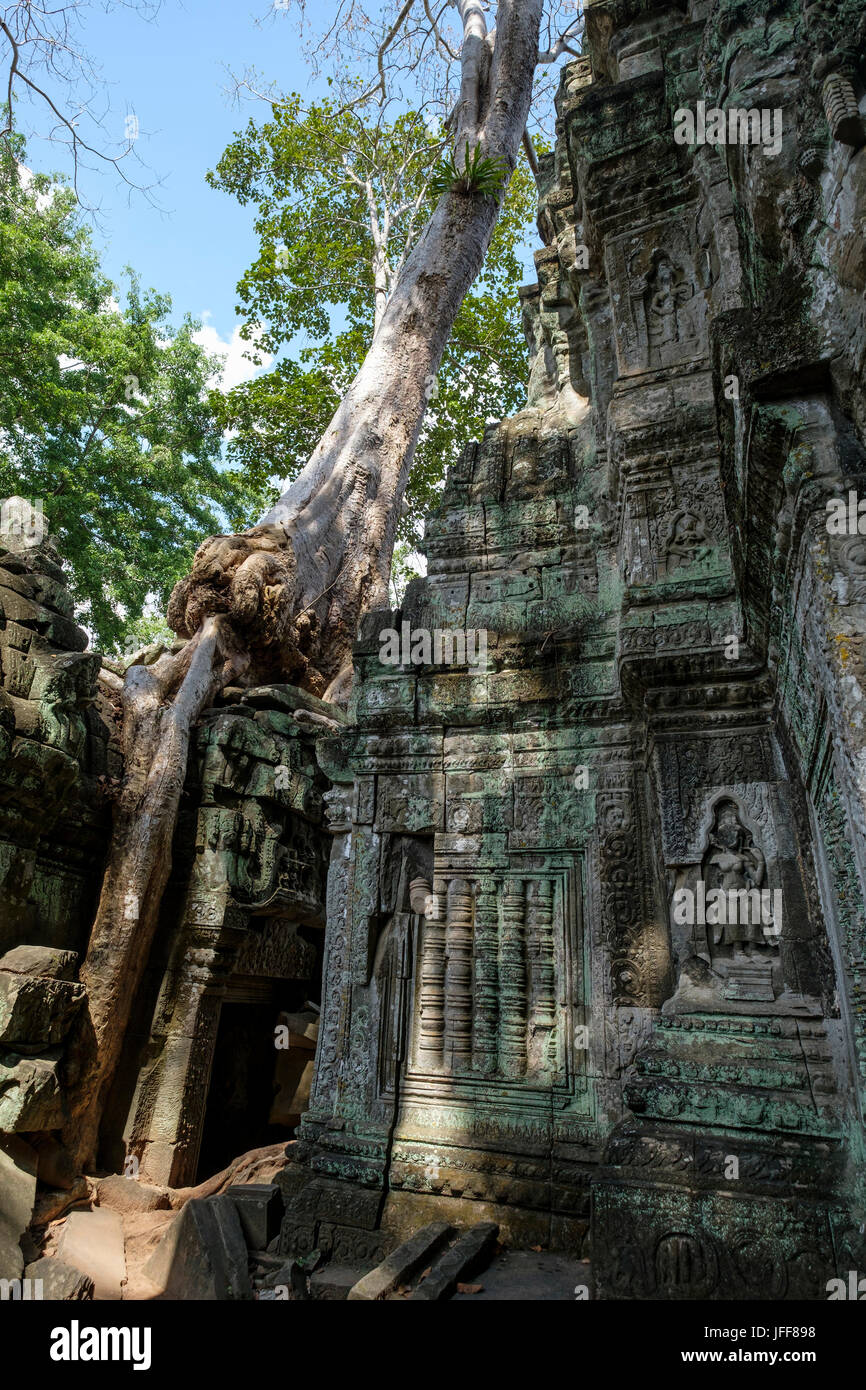 Cambodia jungle tree roots temple hi-res stock photography and images ...