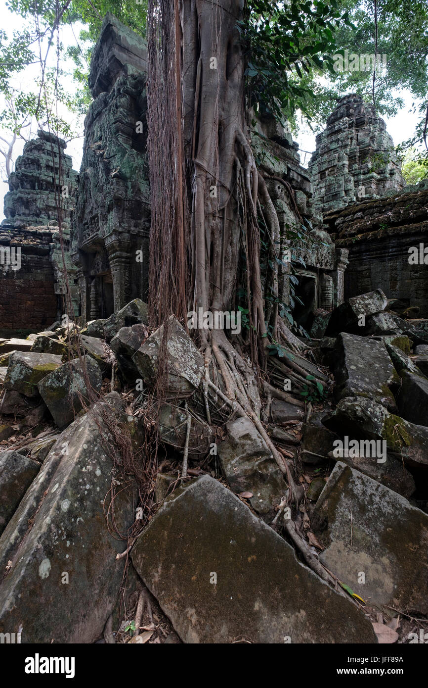 Cambodia jungle tree roots temple hi-res stock photography and images ...