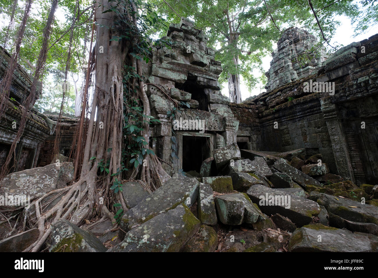Cambodia jungle tree roots temple hi-res stock photography and images ...