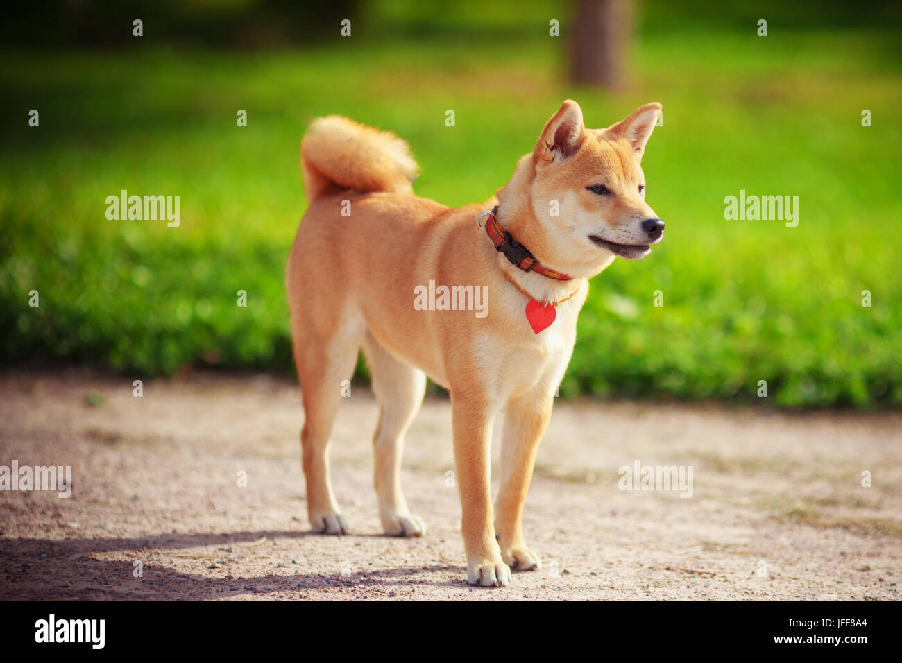 A young shiba inu in green garden Stock Photo - Alamy