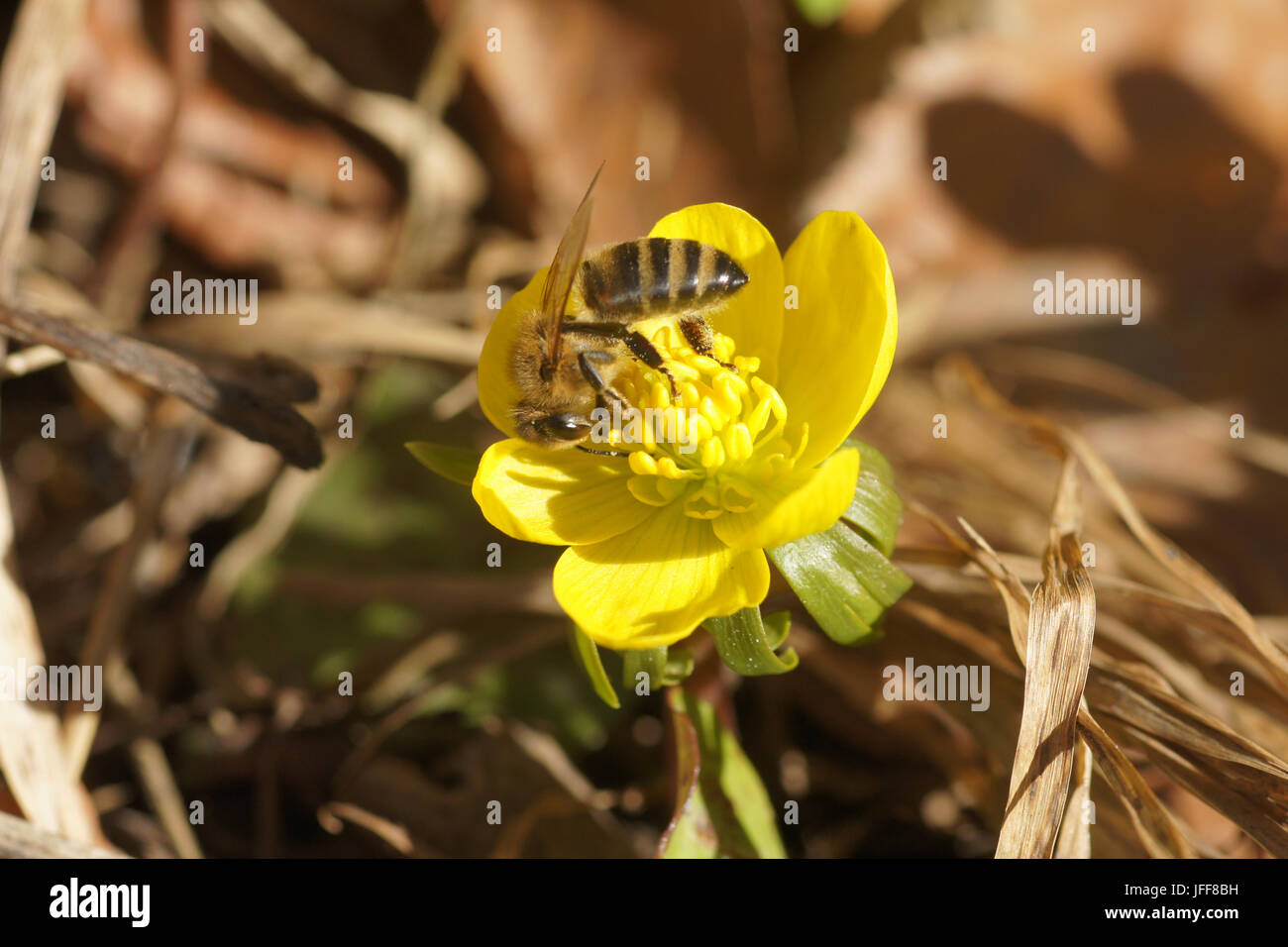 Eranthis hyemalis, Winter Aconite, with bee Stock Photo - Alamy