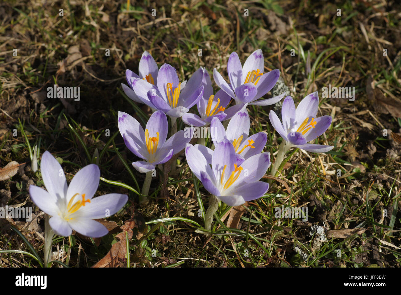 Crocus tommasinianus, Woodland Crocus Stock Photo - Alamy