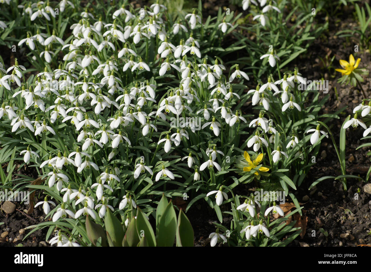 Galanthus nivalis, Snowdrop Stock Photo - Alamy