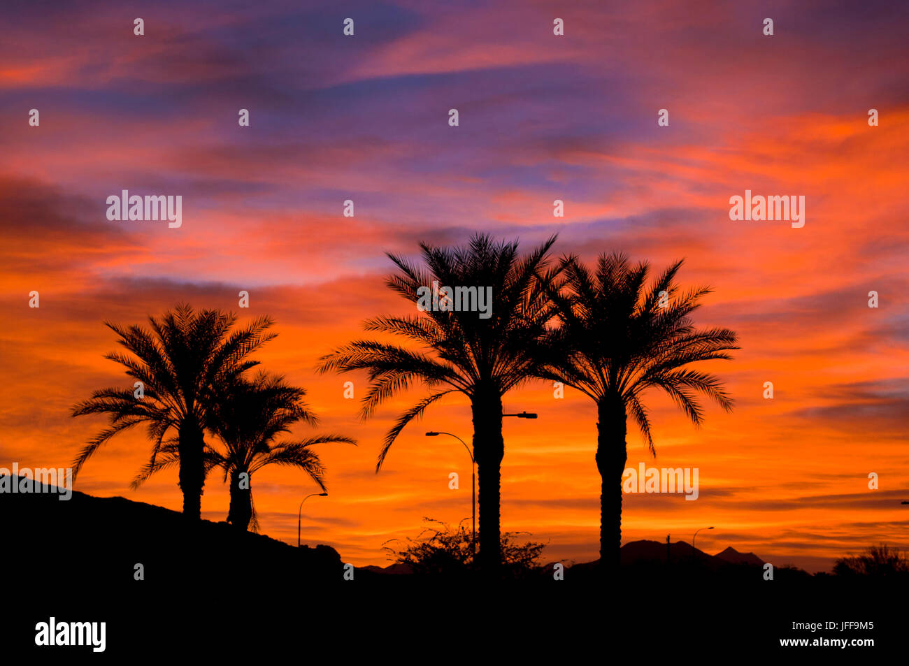 Nature during Sunrise or Sunset behind palm trees Stock Photo - Alamy