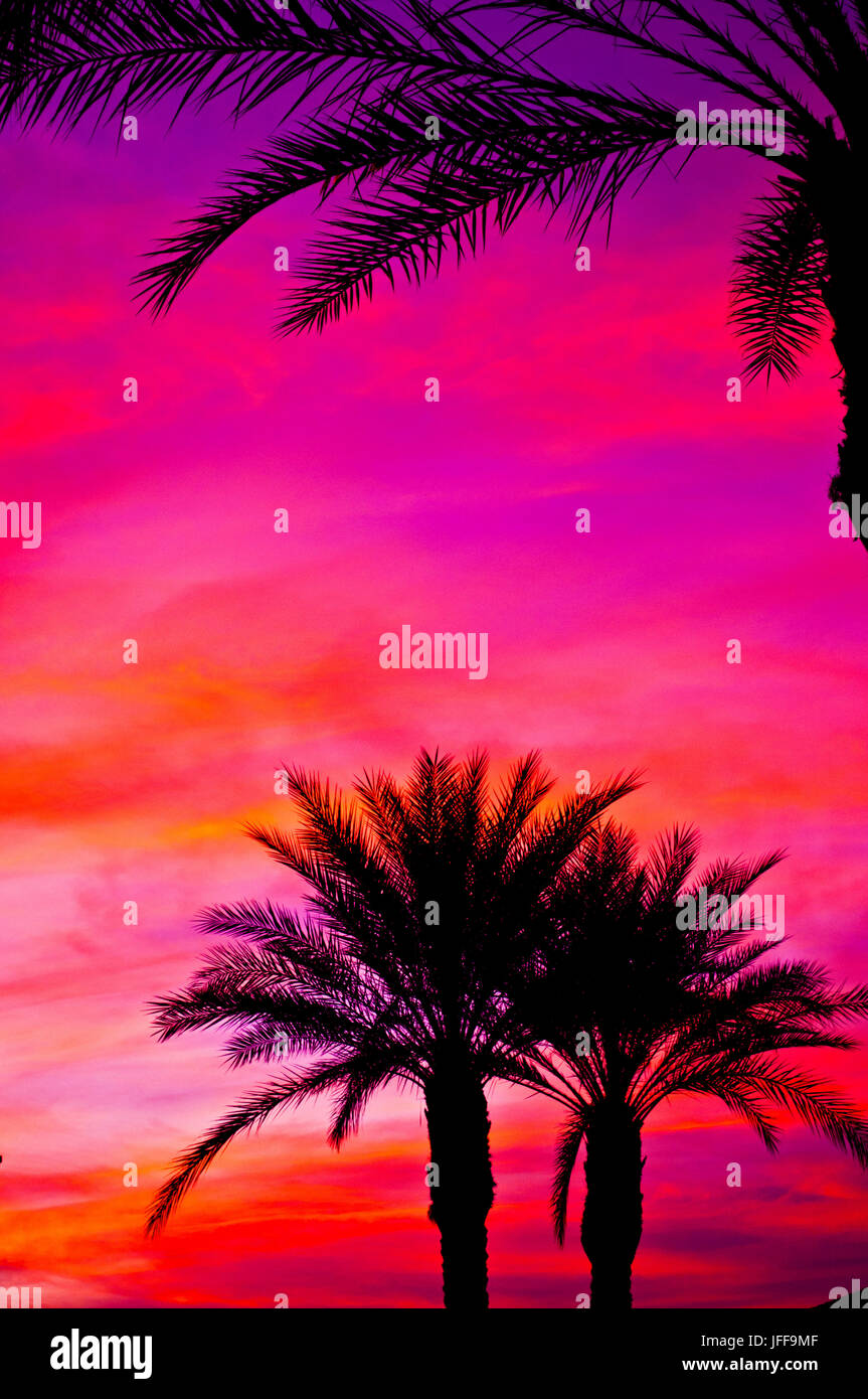 Nature during Sunrise or Sunset behind palm trees Stock Photo - Alamy