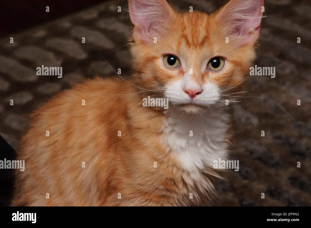 Orange cat relaxing at home Stock Photo - Alamy