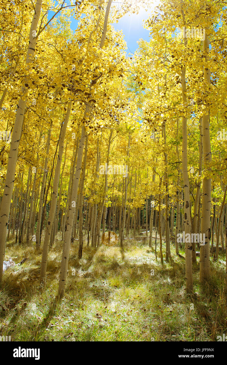 Aspen tree in flower field hi-res stock photography and images - Alamy