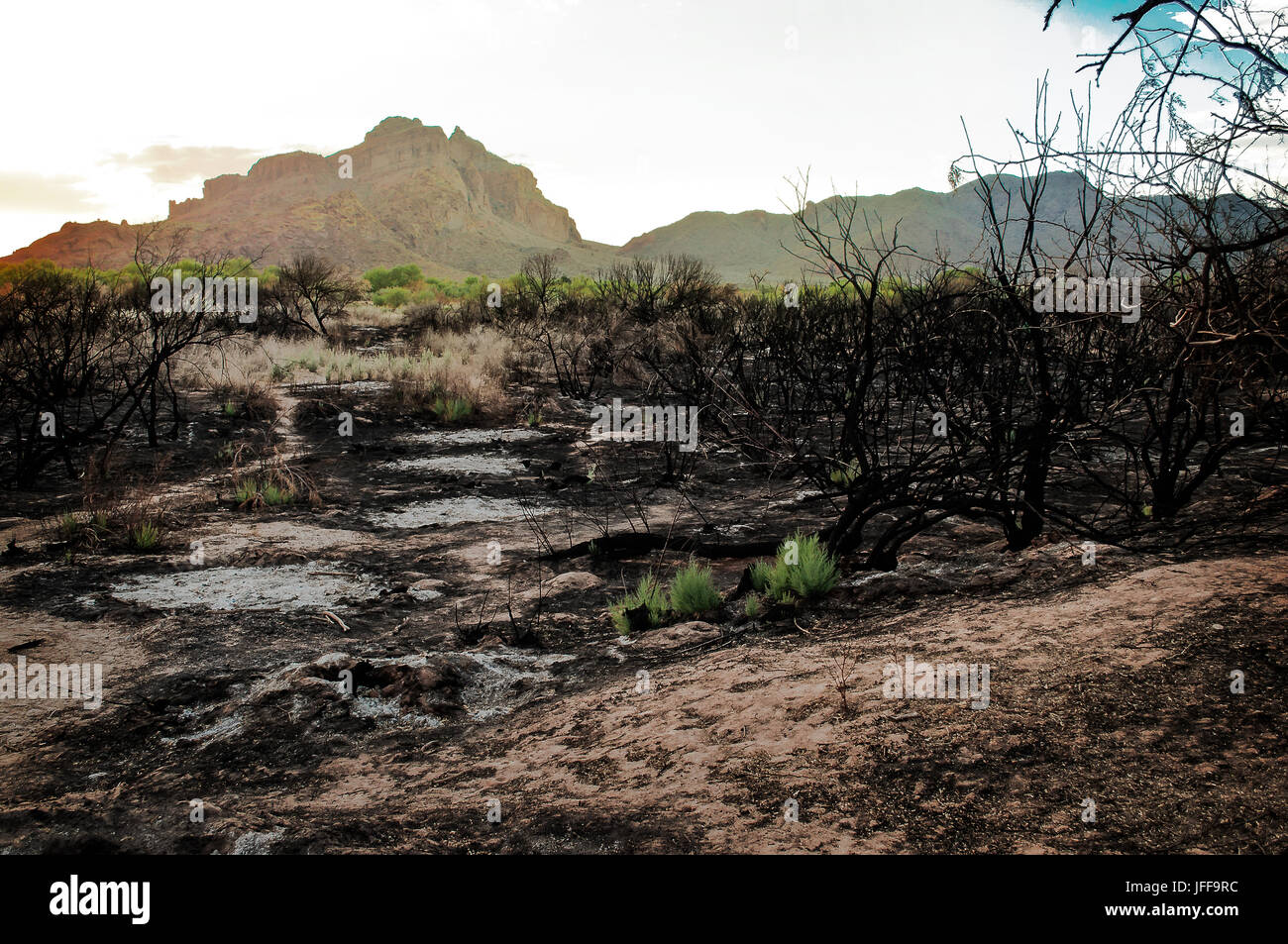 Charred trees after a wildfire Stock Photo - Alamy