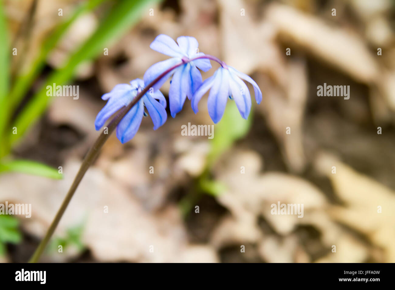 Springblueplant hi-res stock photography and images - Alamy