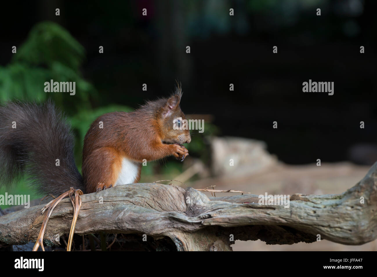 British red squirrel burying nuts hi-res stock photography and images ...