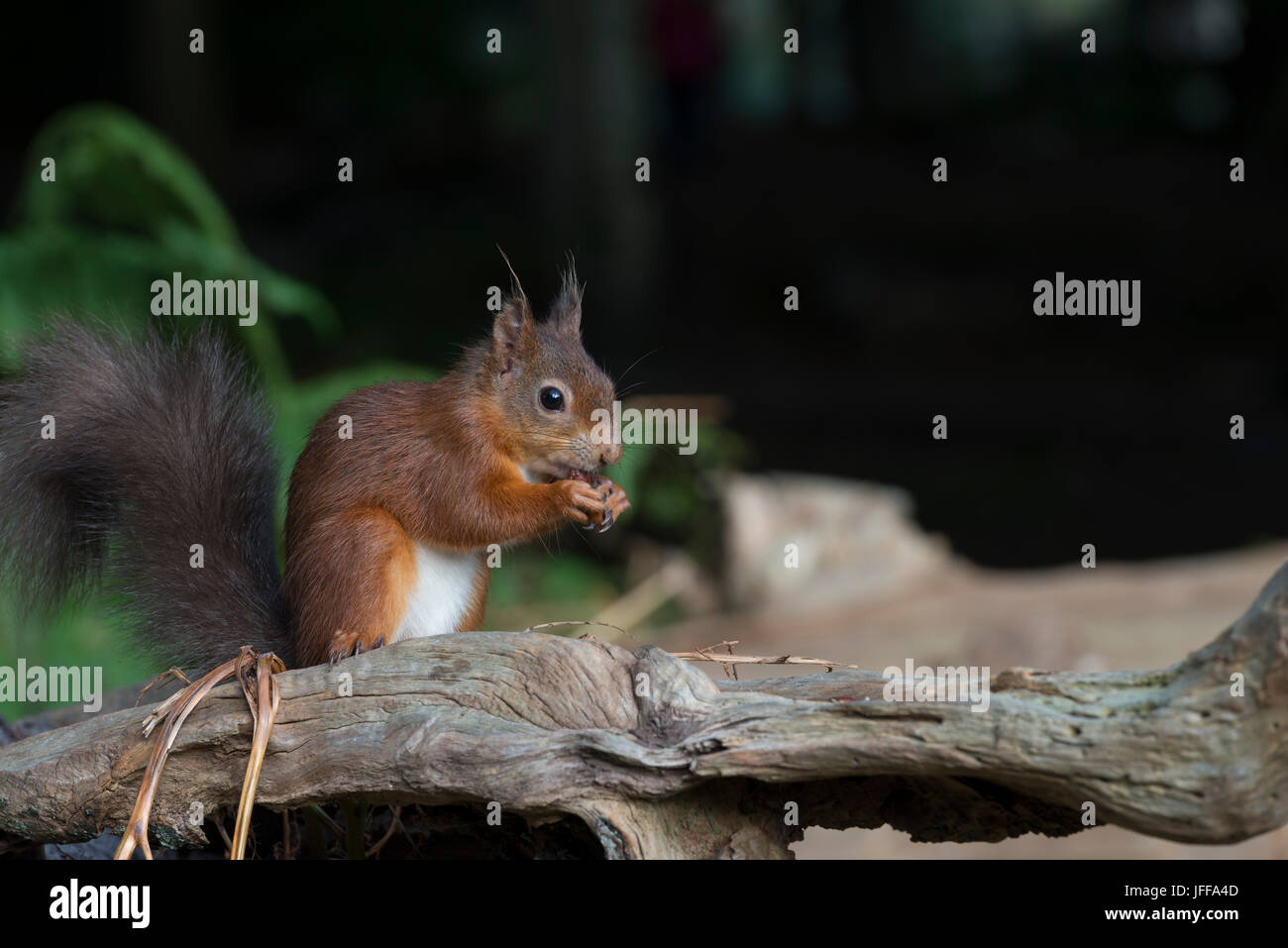 Red Squirrel on Log Stock Photo - Alamy