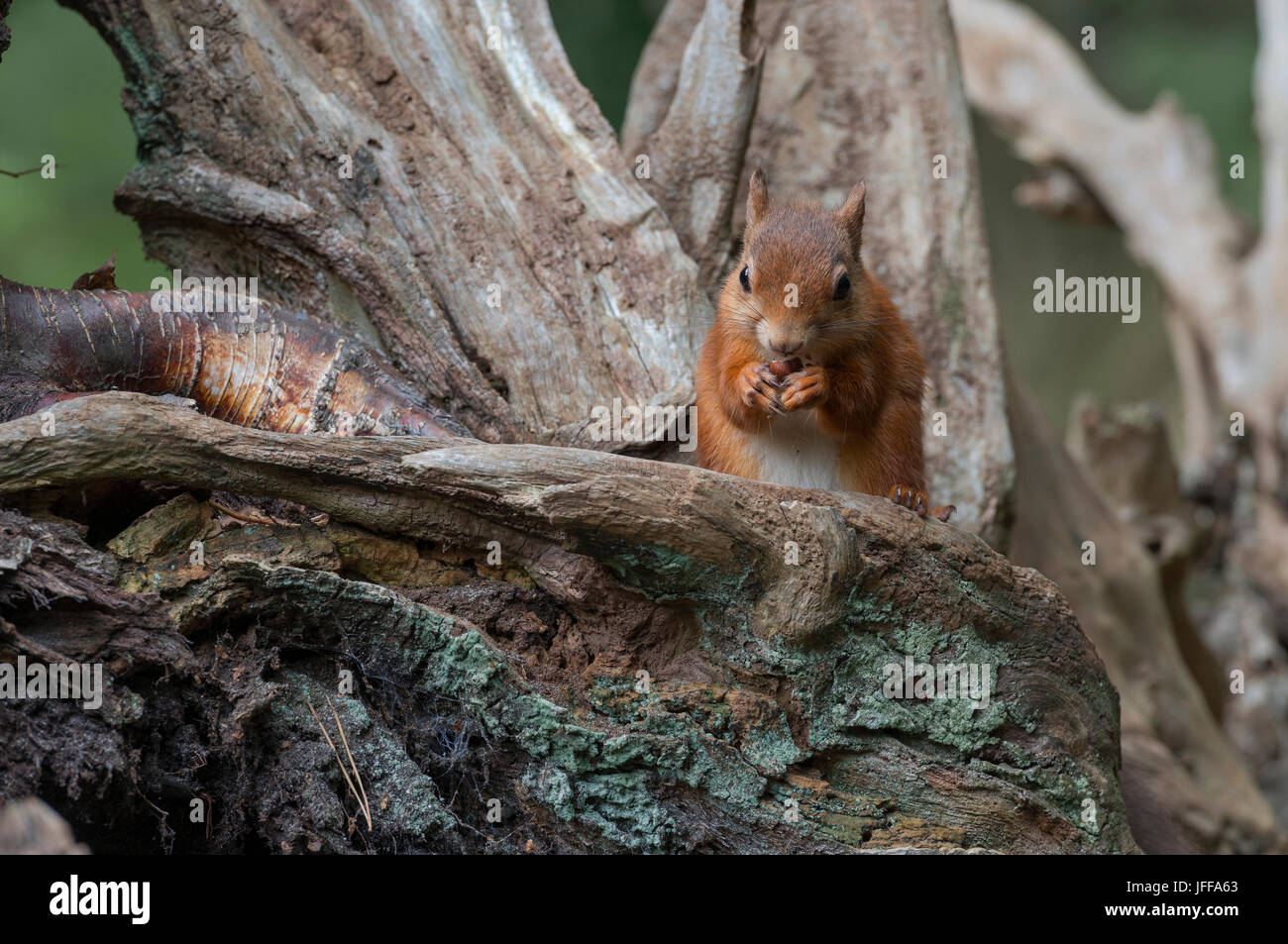 Red Squirrel on Log Stock Photo - Alamy