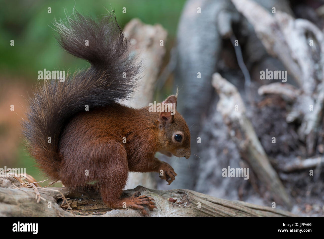 British red squirrel burying nuts hi-res stock photography and images ...