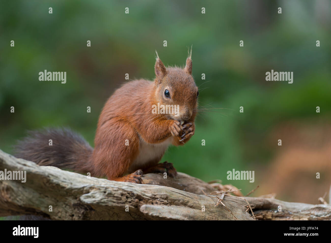Red Squirrel on Log Stock Photo - Alamy