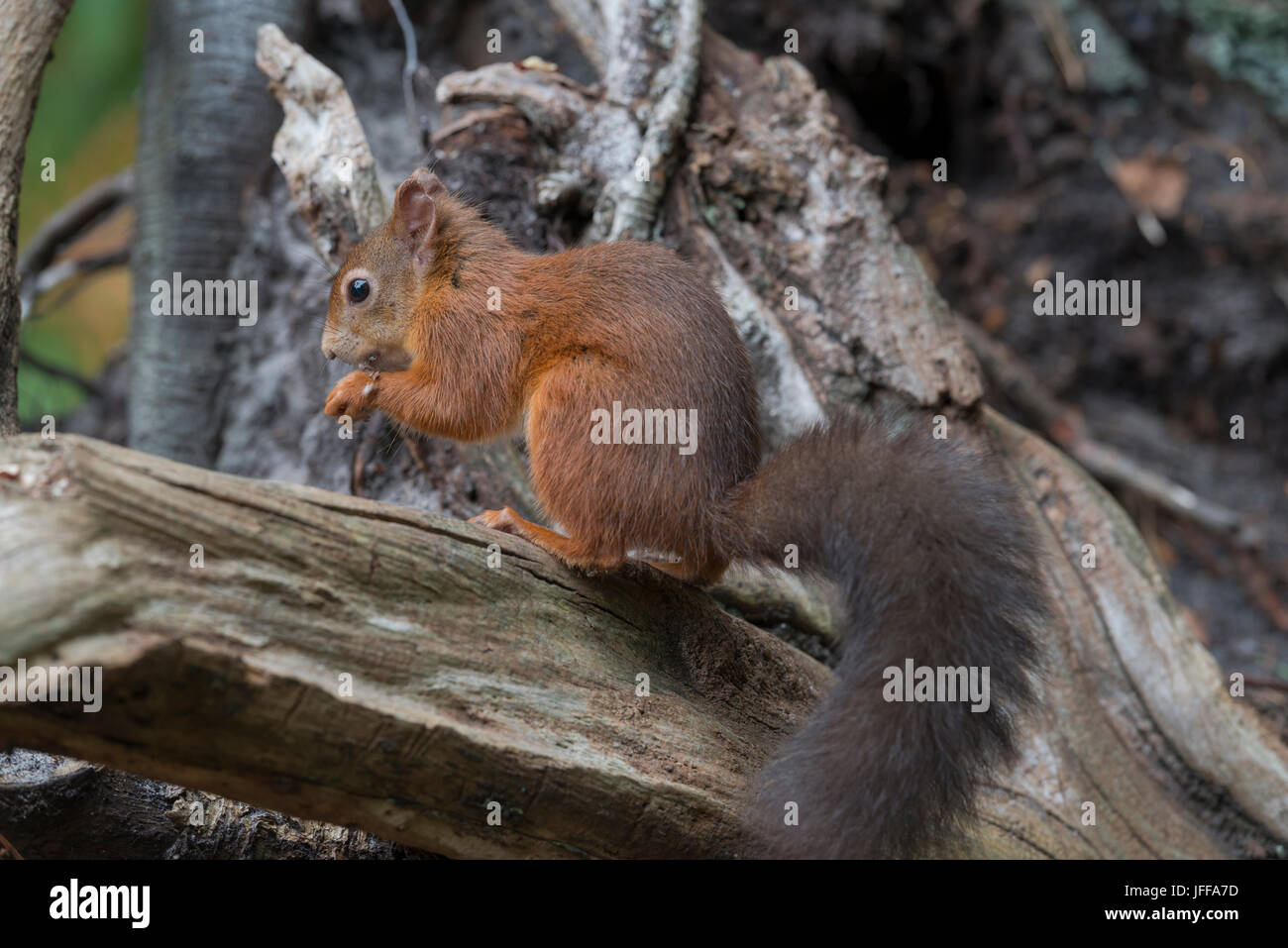 Squirrel Burying Nuts High Resolution Stock Photography and Images - Alamy