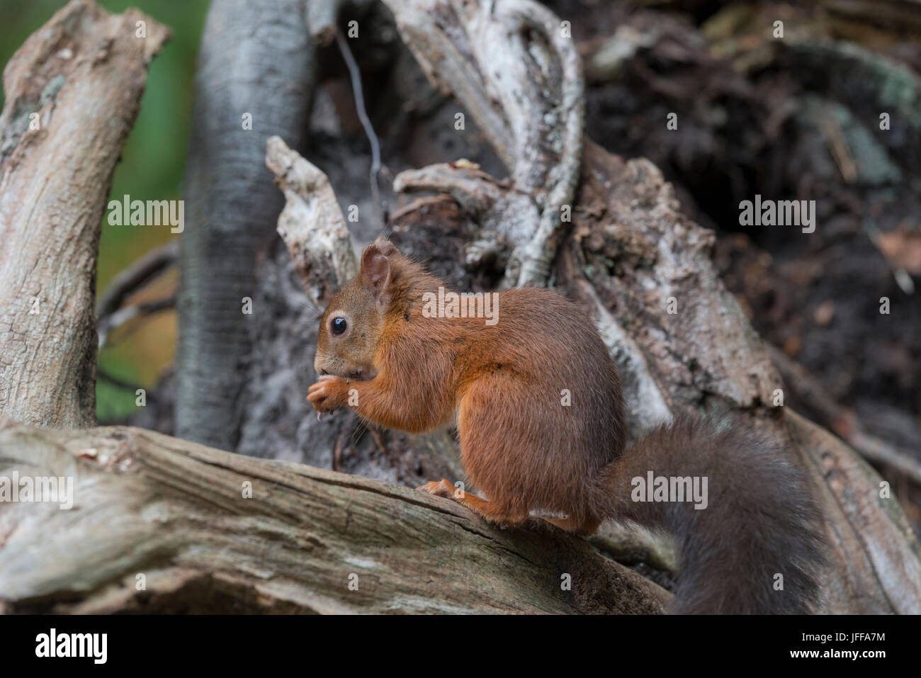 Red Squirrel on Log Stock Photo - Alamy
