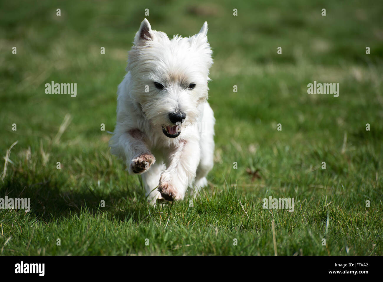 Westie West Highland Terrier Running Stock Photo - Alamy