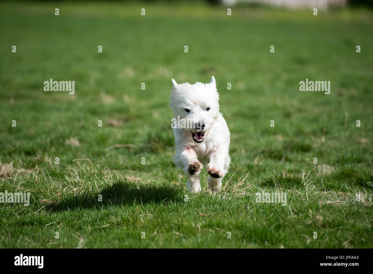 Westie West Highland Terrier Running Stock Photo - Alamy