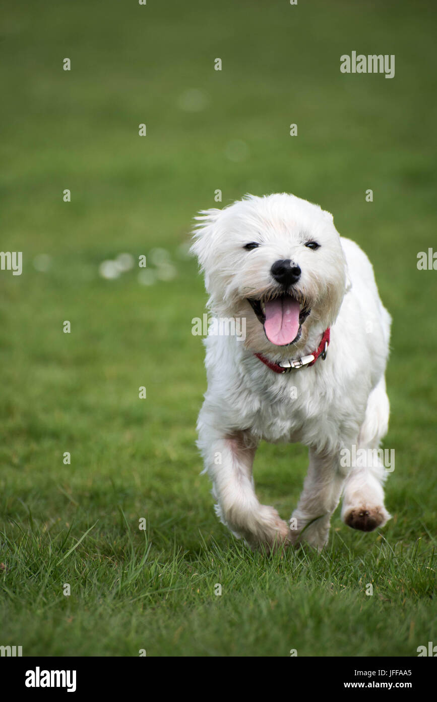 Westie West Highland Terrier Running Stock Photo - Alamy