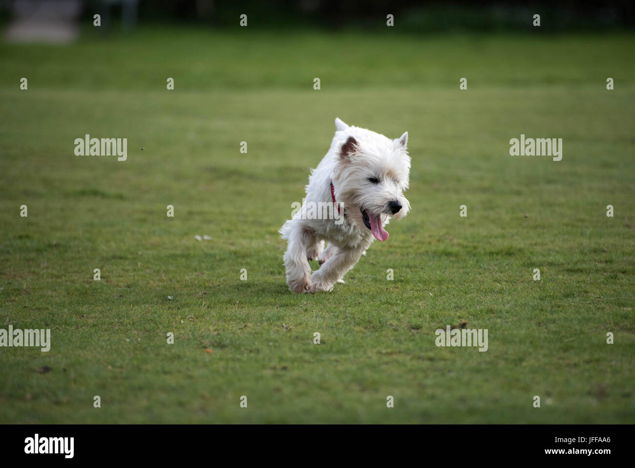 Westie West Highland Terrier Running Stock Photo - Alamy