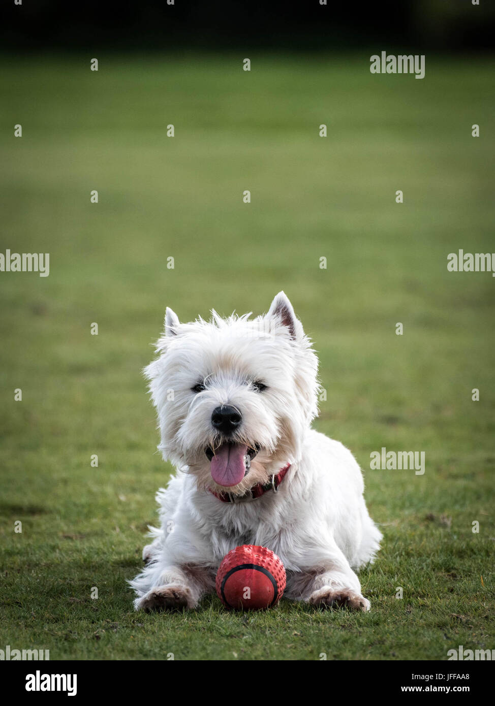 Westie West Highland Terrier Running Stock Photo - Alamy