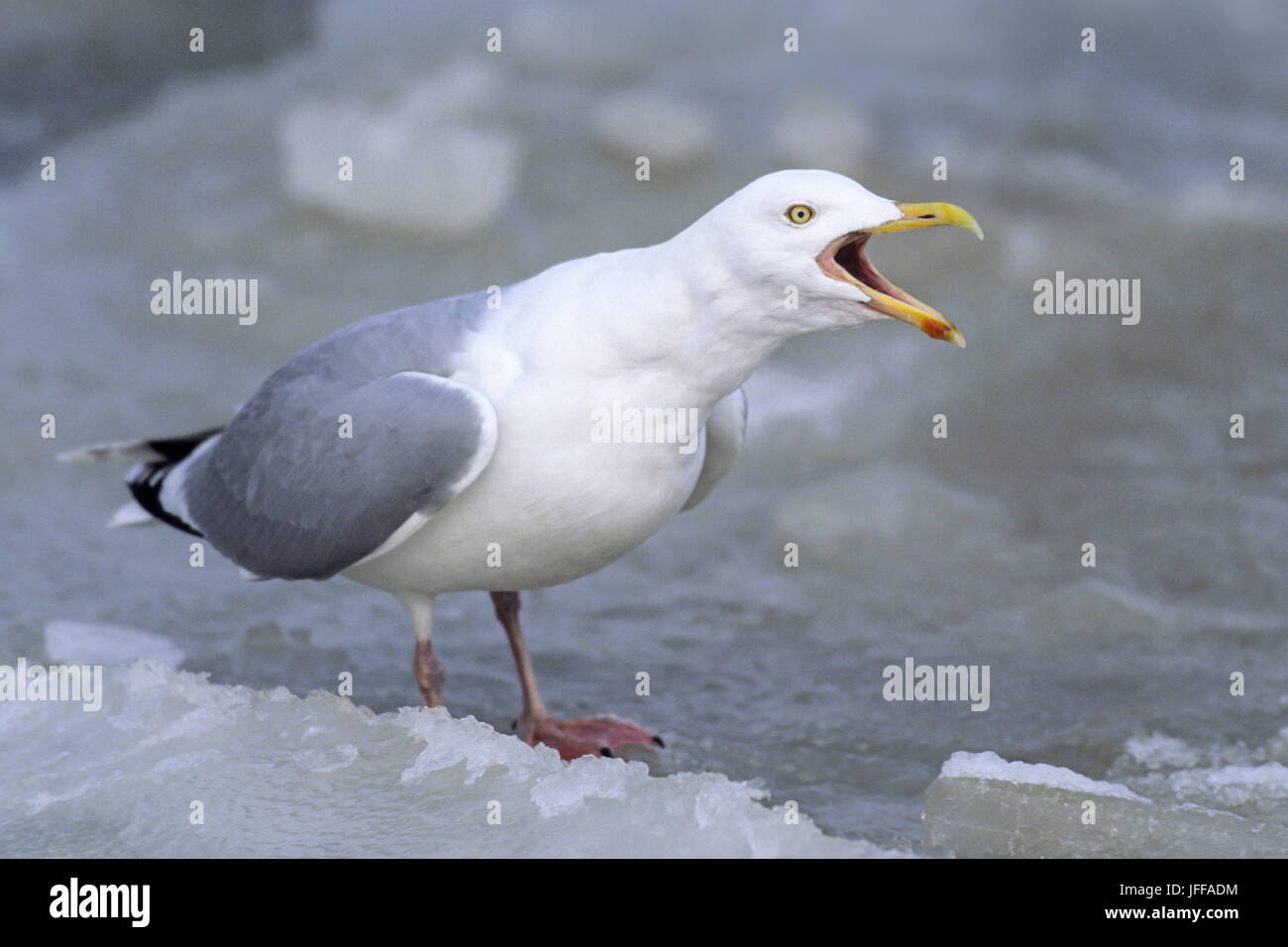 Adult breeding bird hi-res stock photography and images - Alamy